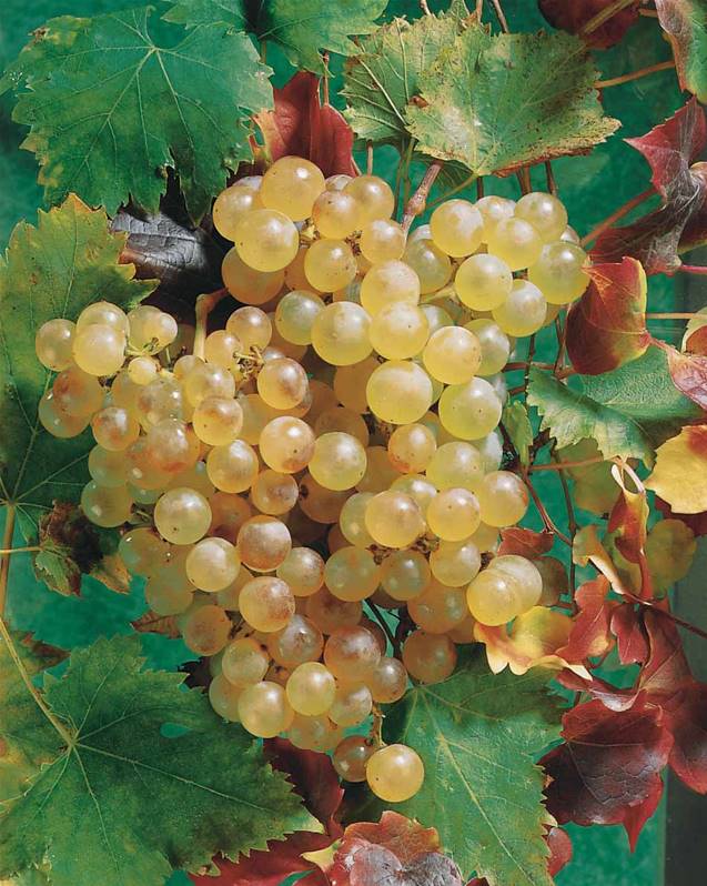 Raisin Muscat - Tout un Fromage